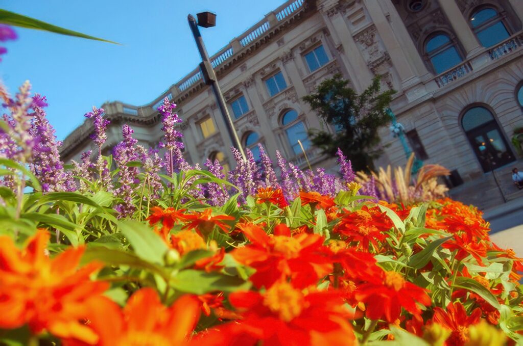 Urban Streetscapes - No Ka Oi Landscape Services